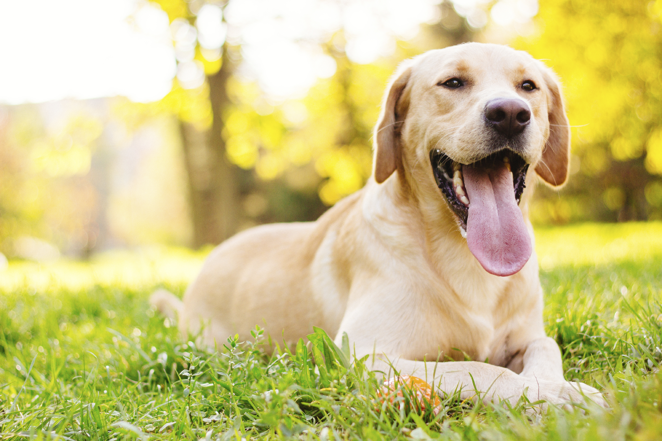 Are Labradors At Risk For Bloat