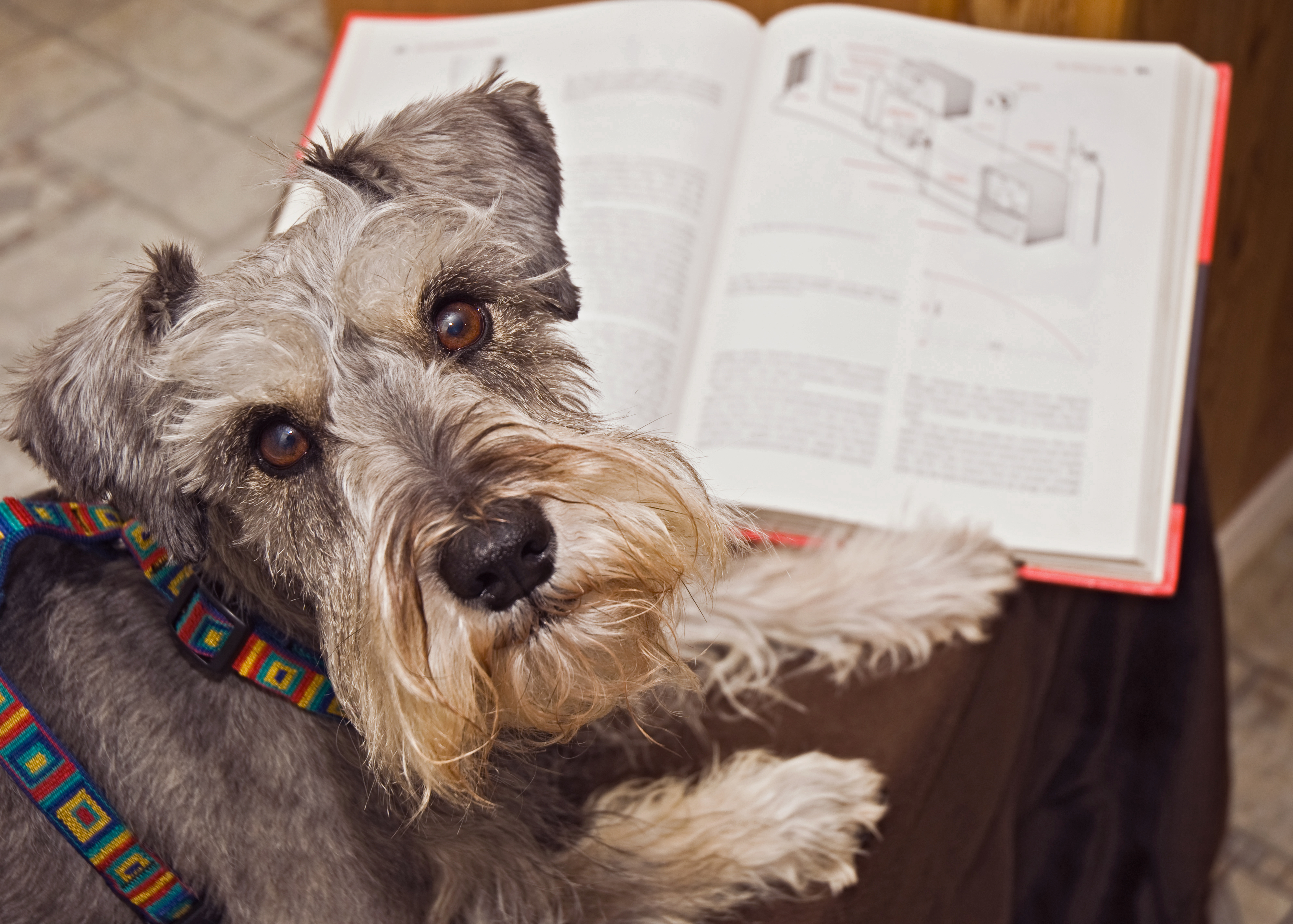 Doge Studying
