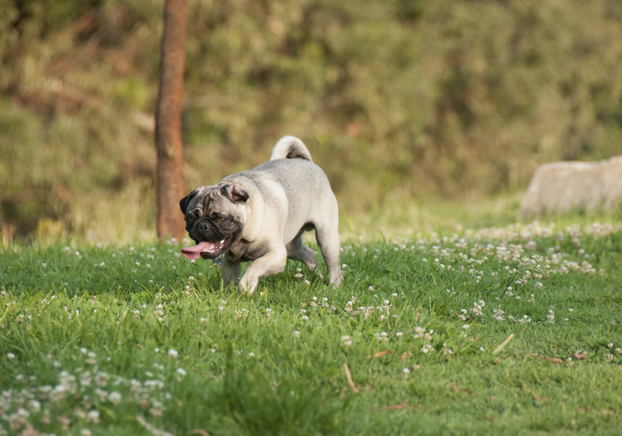 What You Need to Know About Canine Parvovirus | Oakland Veterinary ...