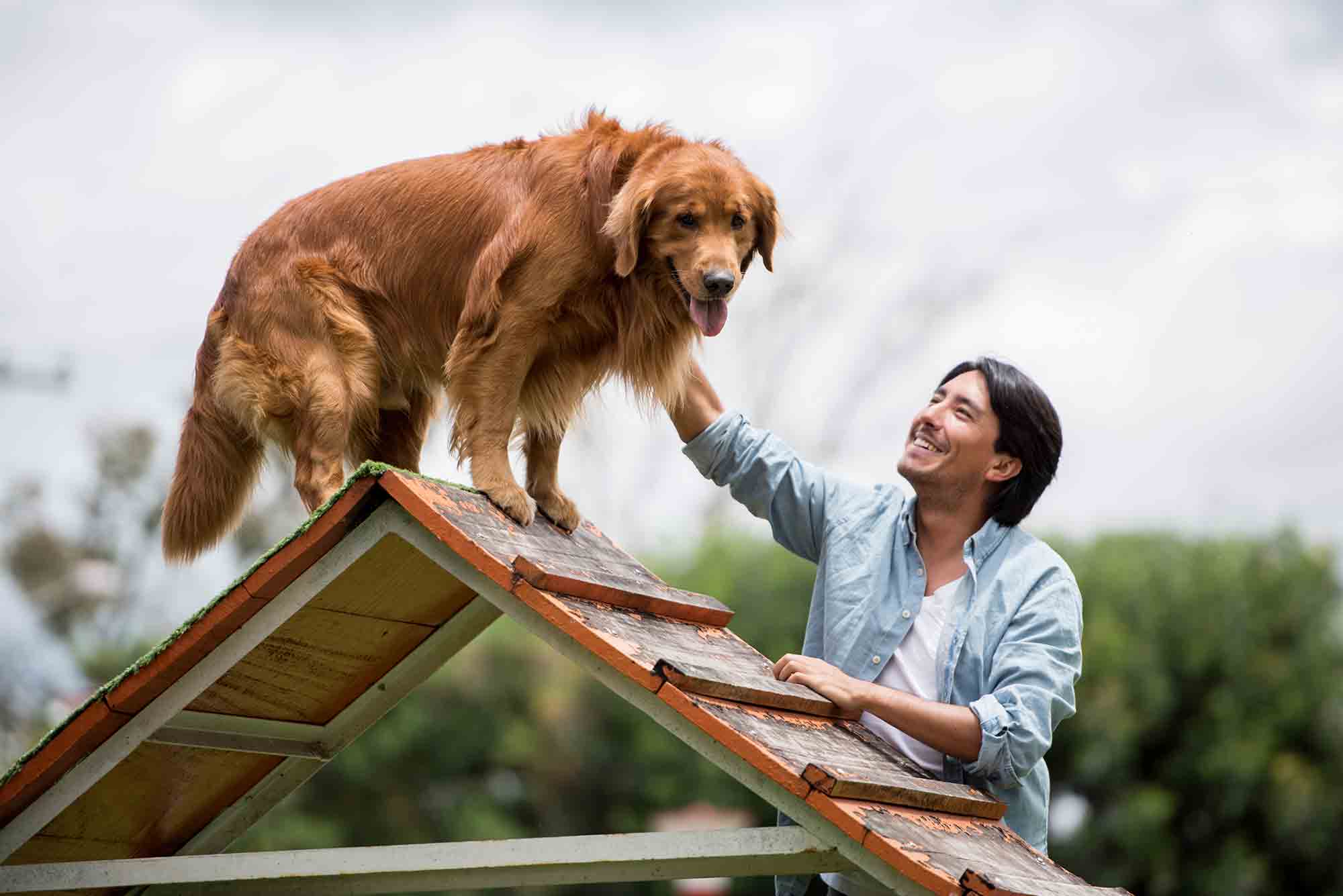 Can You Teach An Old Dog New Tricks? | Oakland Veterinary Referral Services