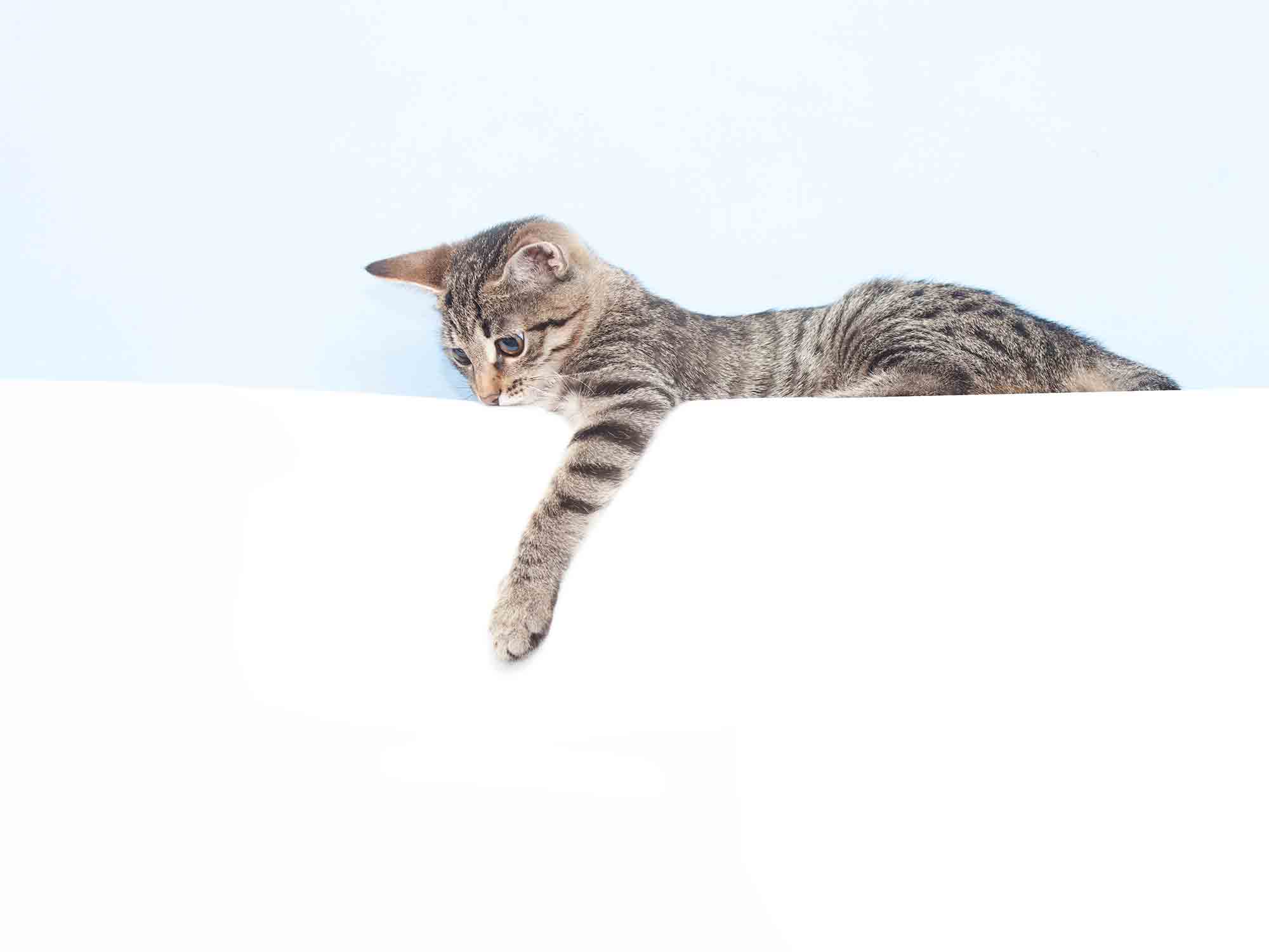 A Spotlight on the Online Veterinary Forms at OVRS | Oakland Veterinary ...