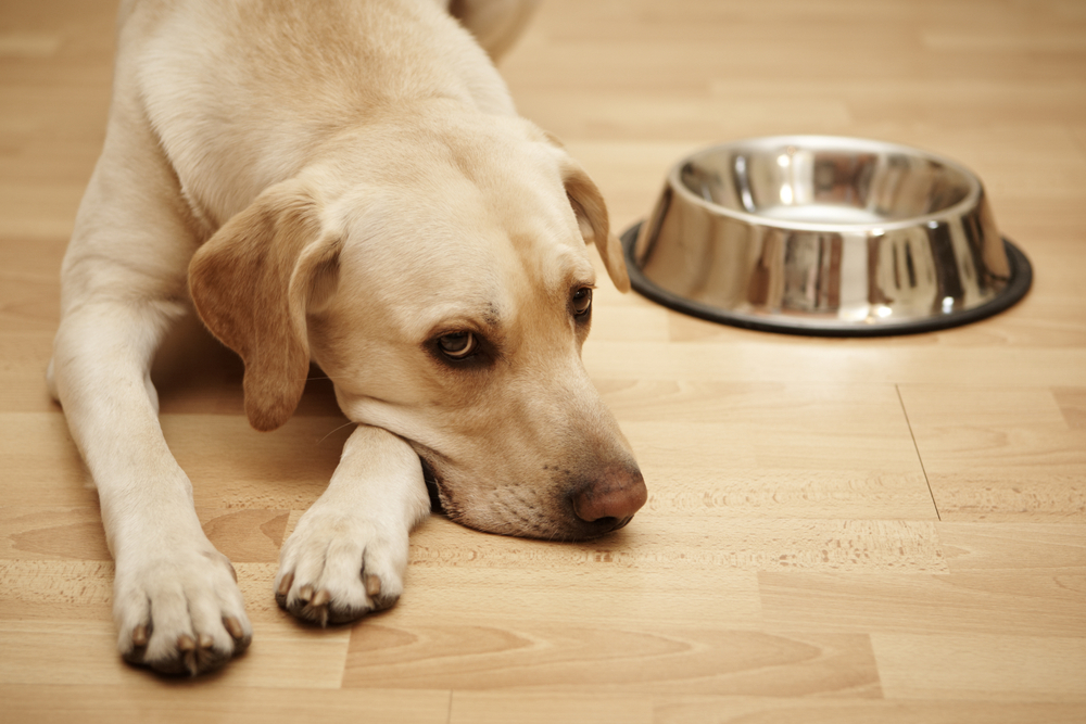 Dog Food Recalls How Did A Euthanasia Drug Get Into Dog Food