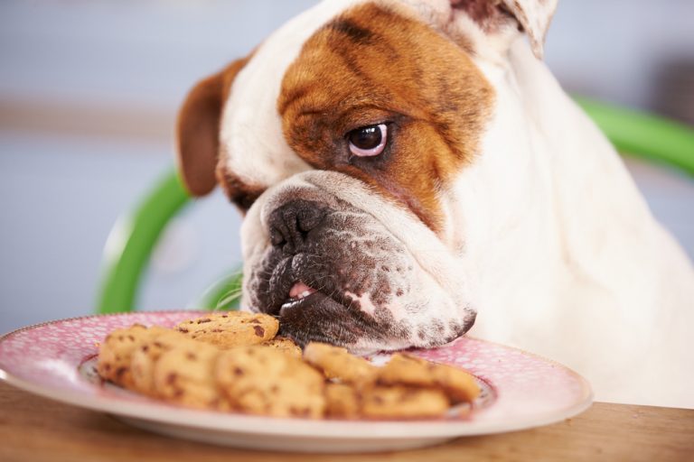 Keep the Cheer Without the Fear: Avoiding Pet Emergencies this Holiday ...