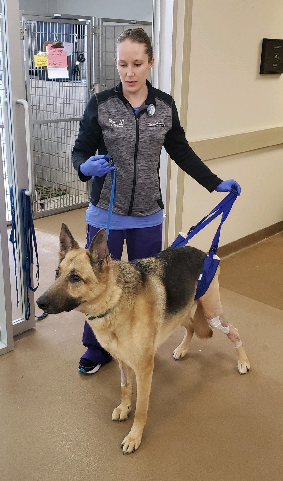 TPLO Surgery for CCL Tears: The Dog Owner’s Guide | Oakland Veterinary ...