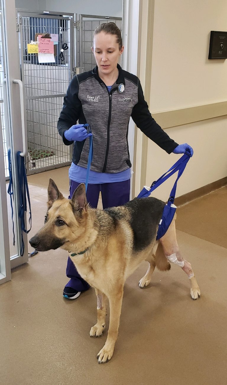 TPLO Surgery for CCL Tears: The Dog Owner’s Guide | Oakland Veterinary ...