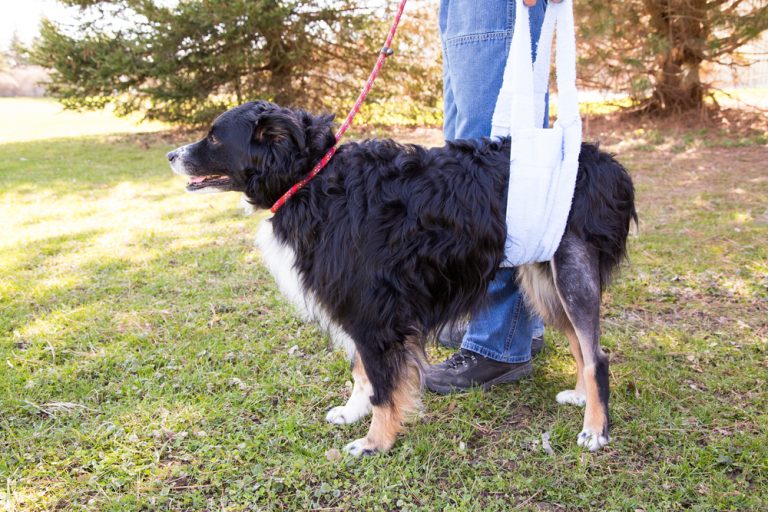 TPLO Surgery for CCL Tears: The Dog Owner’s Guide | Oakland Veterinary ...