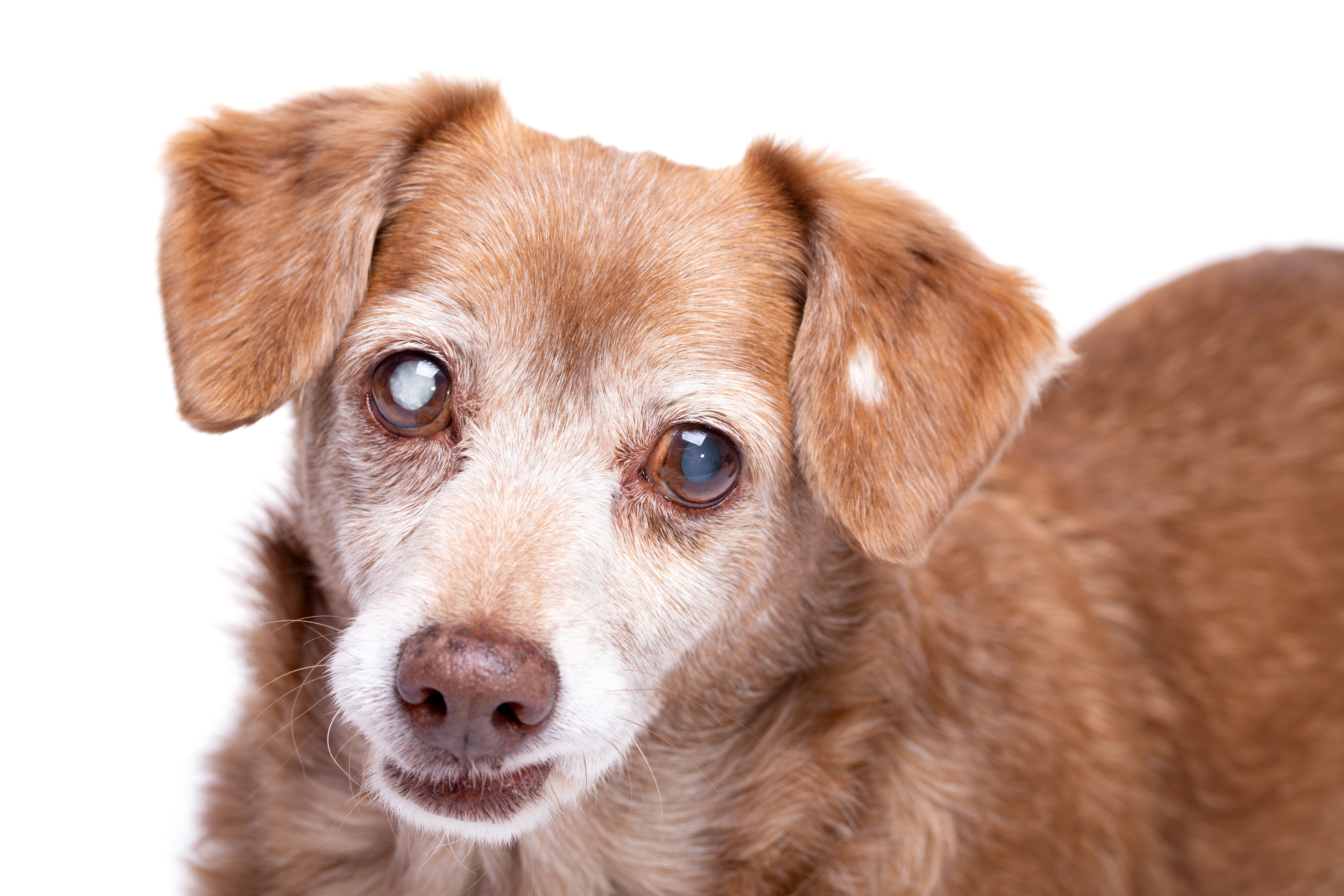Senior Dog With Cataract In His Eyes Isolated On A White Background 