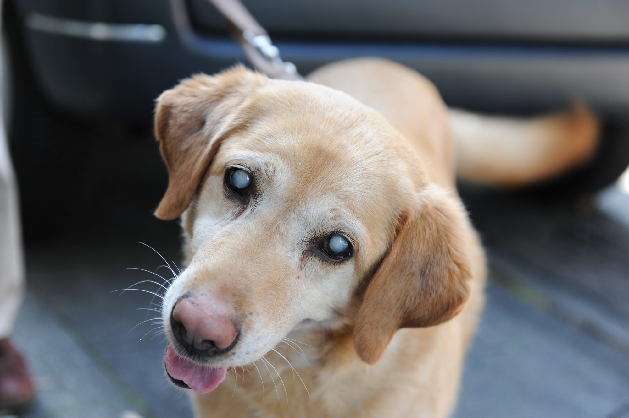 Caring For A Blind Dog Or Cat Oakland Veterinary Referral Services Caring For A Blind Dog Or Cat Oakland Veterinary Referral Services