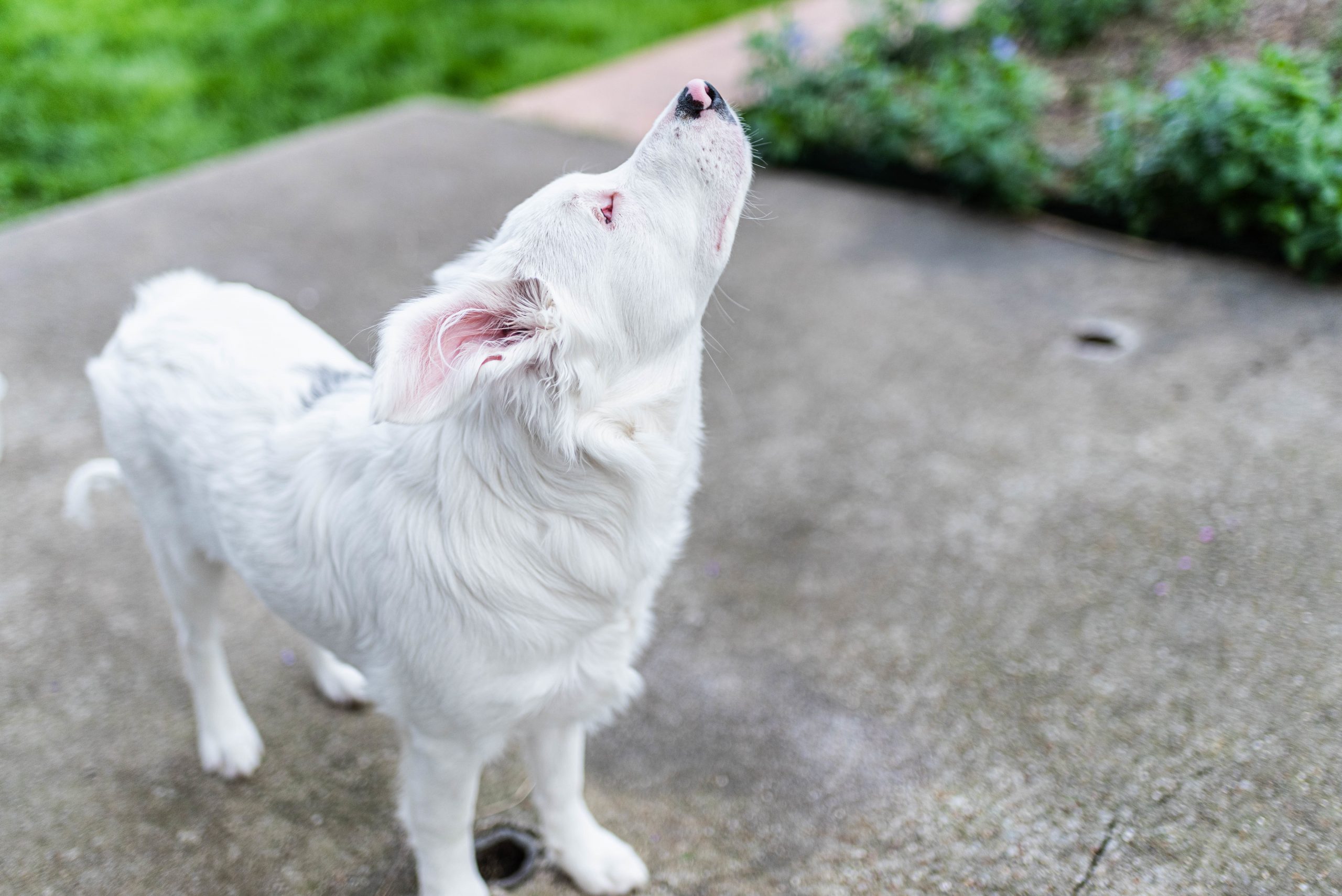 White Blind and Deaf Dog with Nose Up Smelling | Oakland Veterinary ...