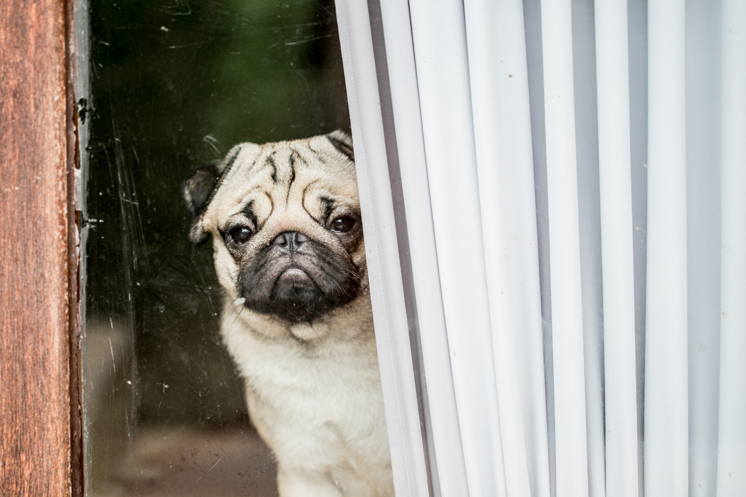 Dog Separation Anxiety | Oakland Veterinary Referral Services