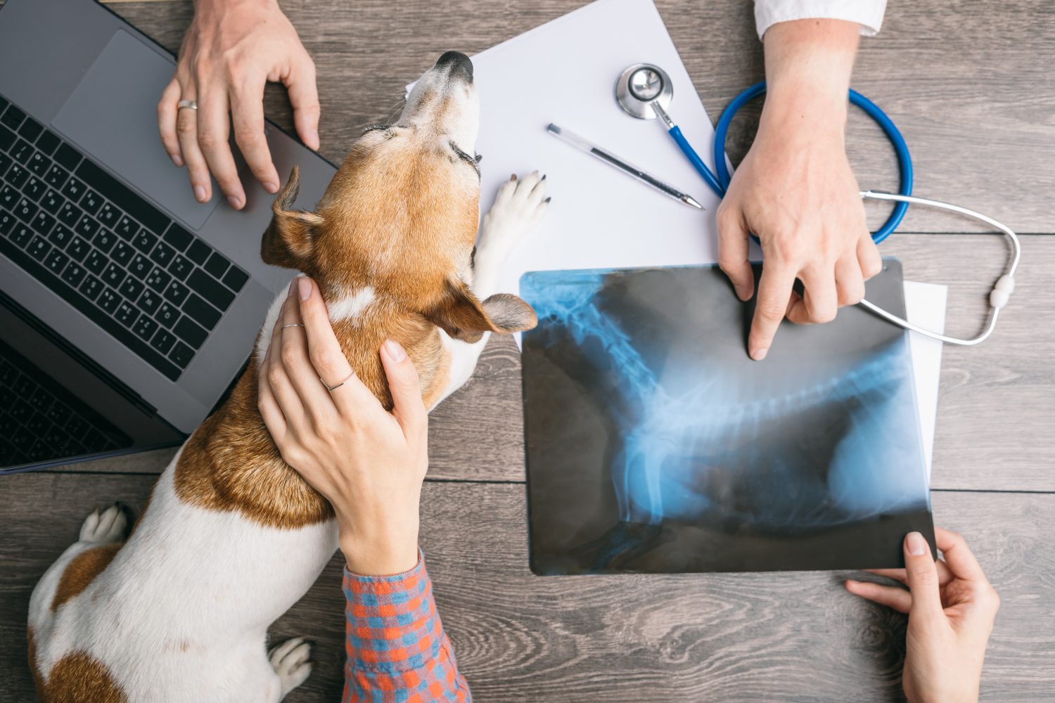 Understanding the Types of Veterinary Care | Oakland Veterinary ...