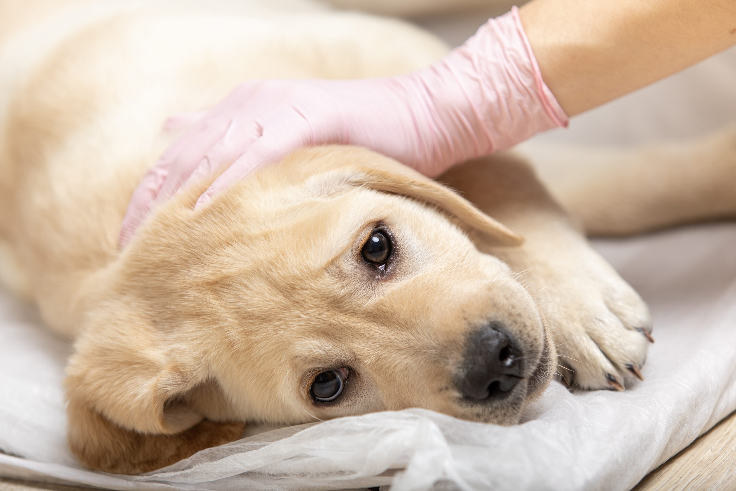 labrador retriever puppy getting vaccinated on white background ...