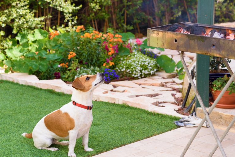Barbecue Blues: Tips to Keep Your Dog Safe While You Grill | Oakland ...