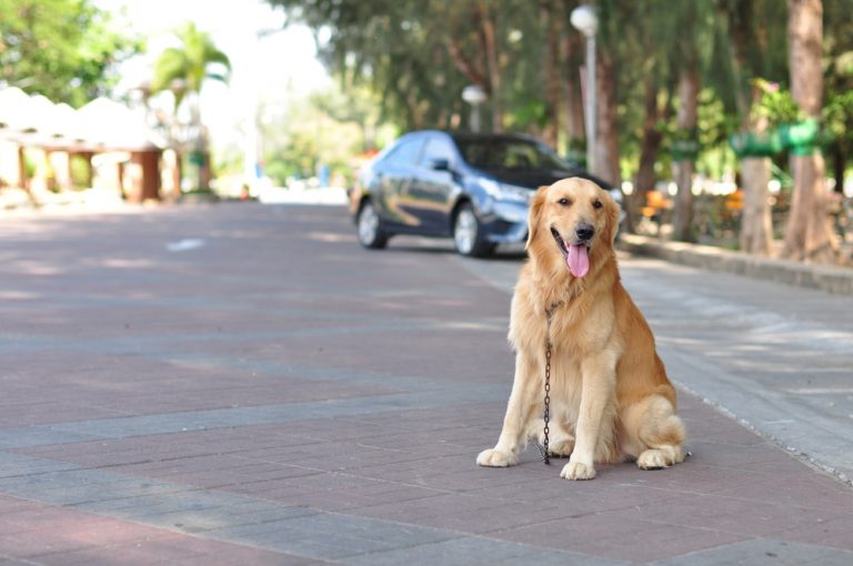 What to Do If Your Dog Gets Hit By a Car | Oakland Veterinary Referral ...