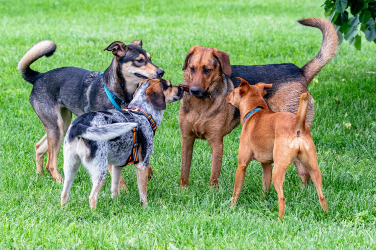 How Dogs Can Teach Us to Be Better at Socializing | Oakland Veterinary ...