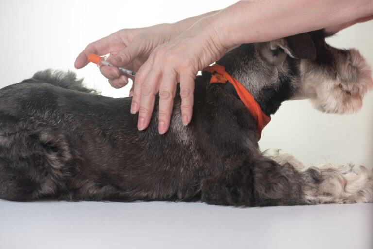 How to Monitor and Control Blood Sugar Levels in a Diabetic Dog or Cat ...