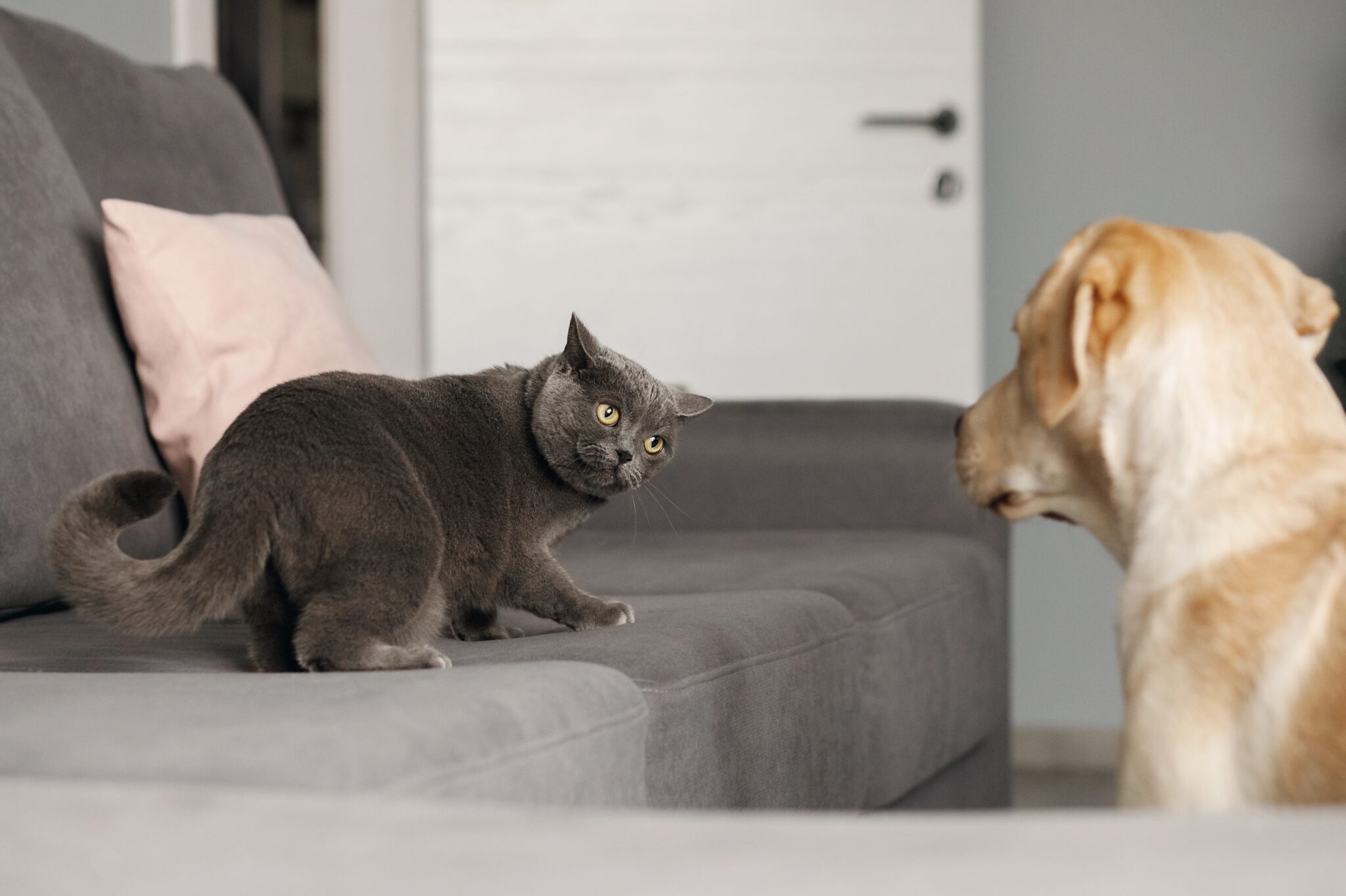 Introducing a Cat to Your Dog in 3 Steps | Oakland Veterinary Referral ...