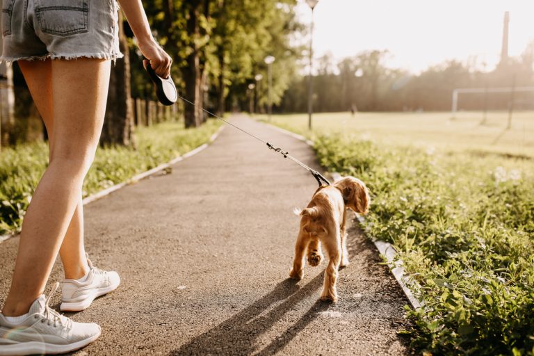Dealing with Distractions: How to Keep Your Dog Focused on Walks ...
