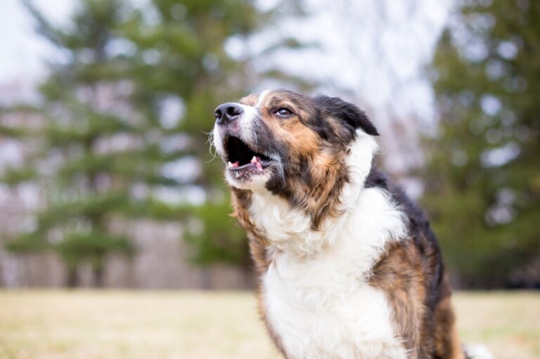 Life with a Reactive Dog | Oakland Veterinary Referral Services ...