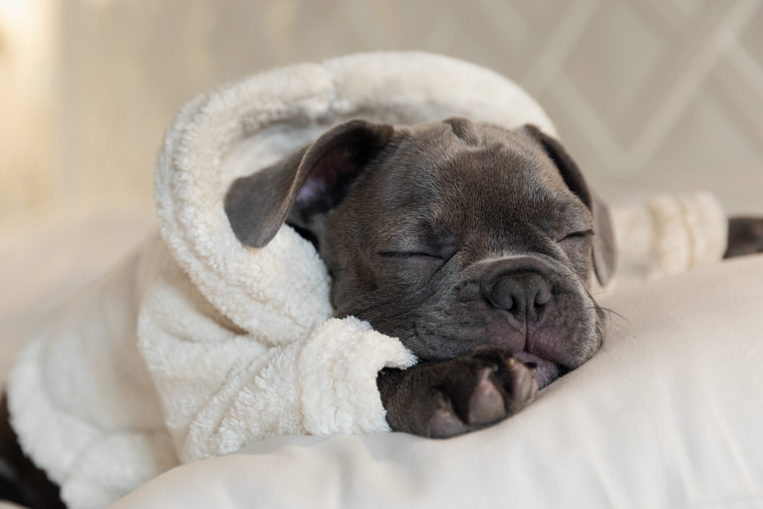 From Barnyard to Bedroom: The History of Pets as Family Members ...