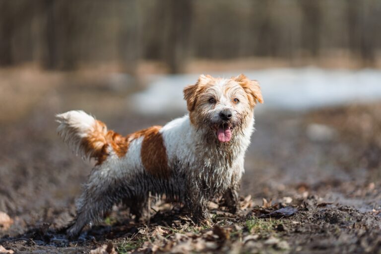 Why Do Dogs Love Mud? (And How to Handle Clean Up Like a Pro) | Oakland ...